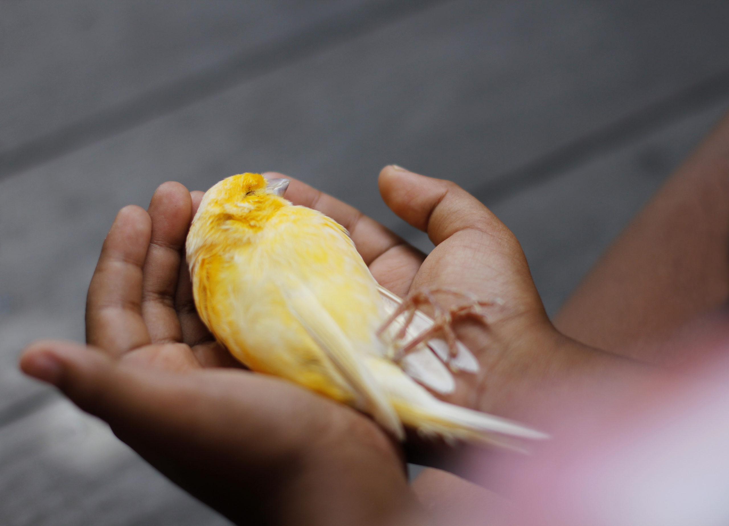 Intelligent Design: The Canary in the Cancel Culture Coal Mine | ID the ...